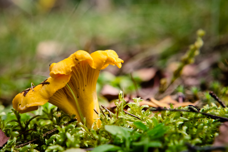 Girolles : un champignon aux multiples facettes – Comptoir du Champignon